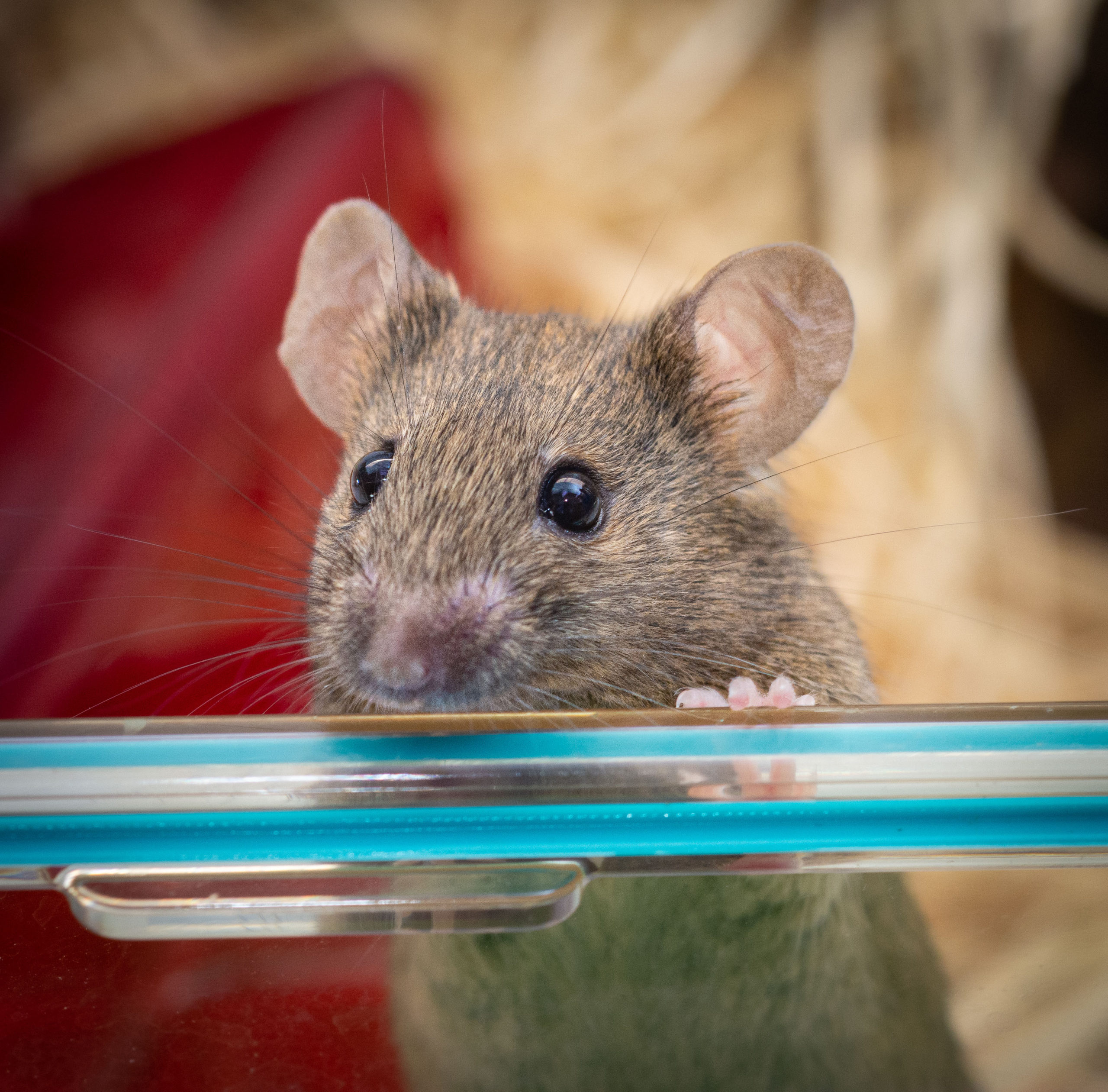 Animal Housing Facility